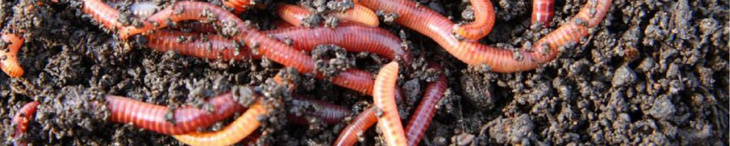 PROCESS OF VERMICOMPOSTING – Vermicompost